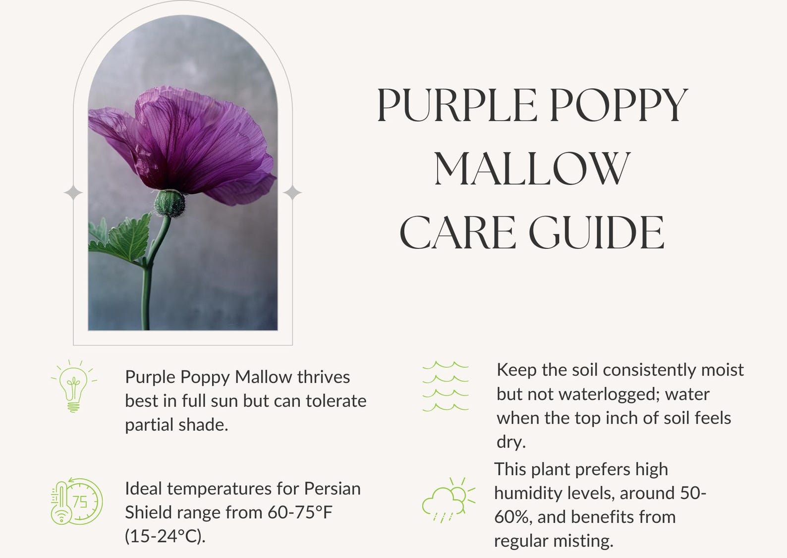 Purple Poppy Mallow Seeds - Callirhoe Involucrata | Perennial ...