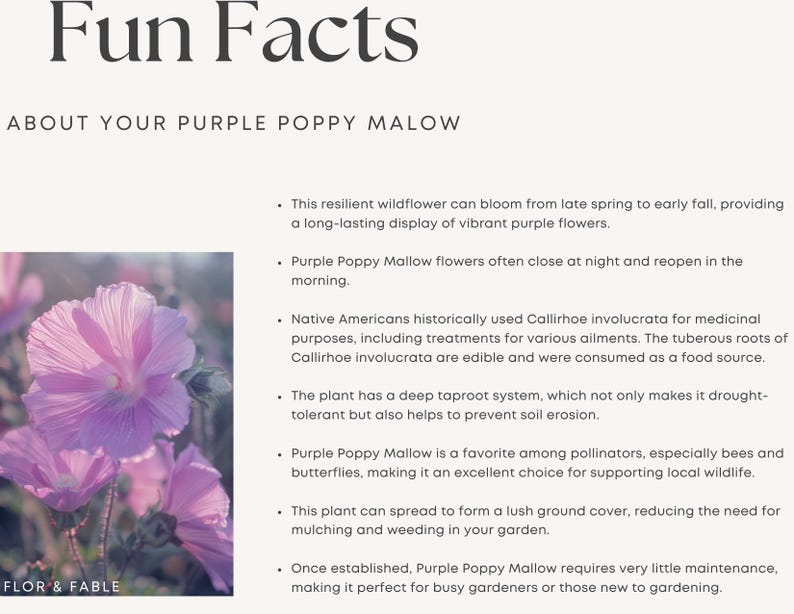 Purple Poppy Mallow Seeds - Callirhoe Involucrata | Perennial ...