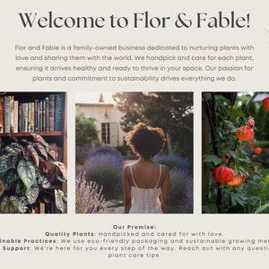 Georgia White Kaolin Clay: Edible Pica Clay for Wellness & Beauty (3 ...