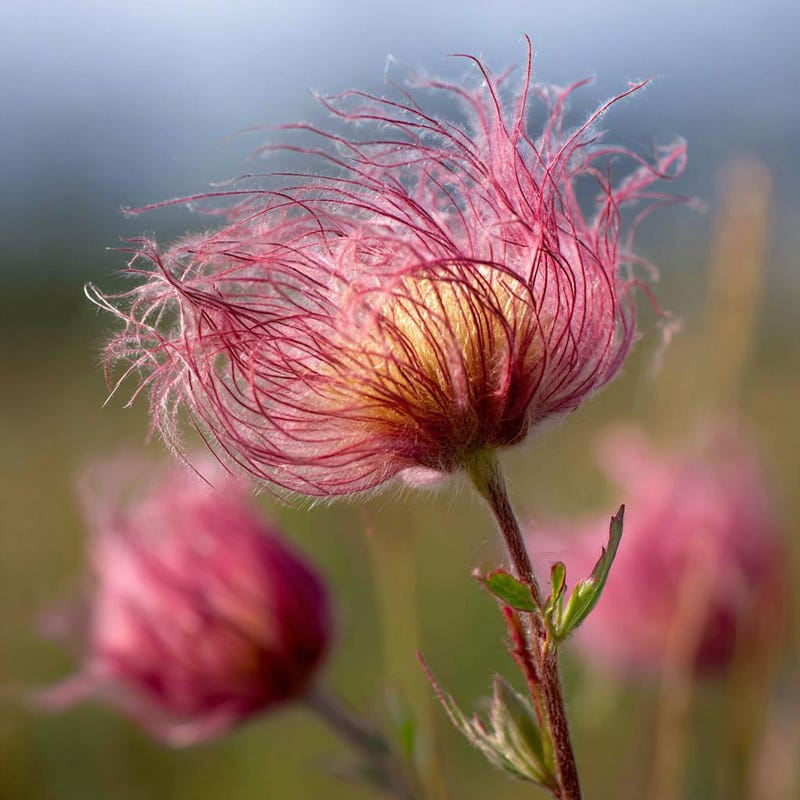 Prairie Smoke - Etsy