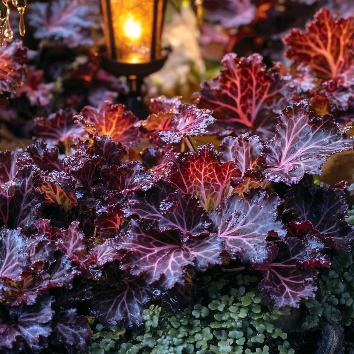 Melting Fire Heuchera Seeds | Rare Coral Bells | Perennial Shade-loving ...