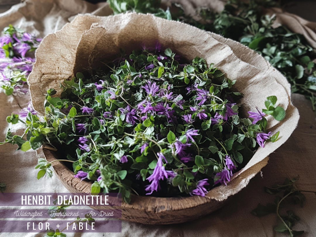 Wildcrafted Henbit Dead Nettle - Dried Henbit Herb for Tea, Poultry ...