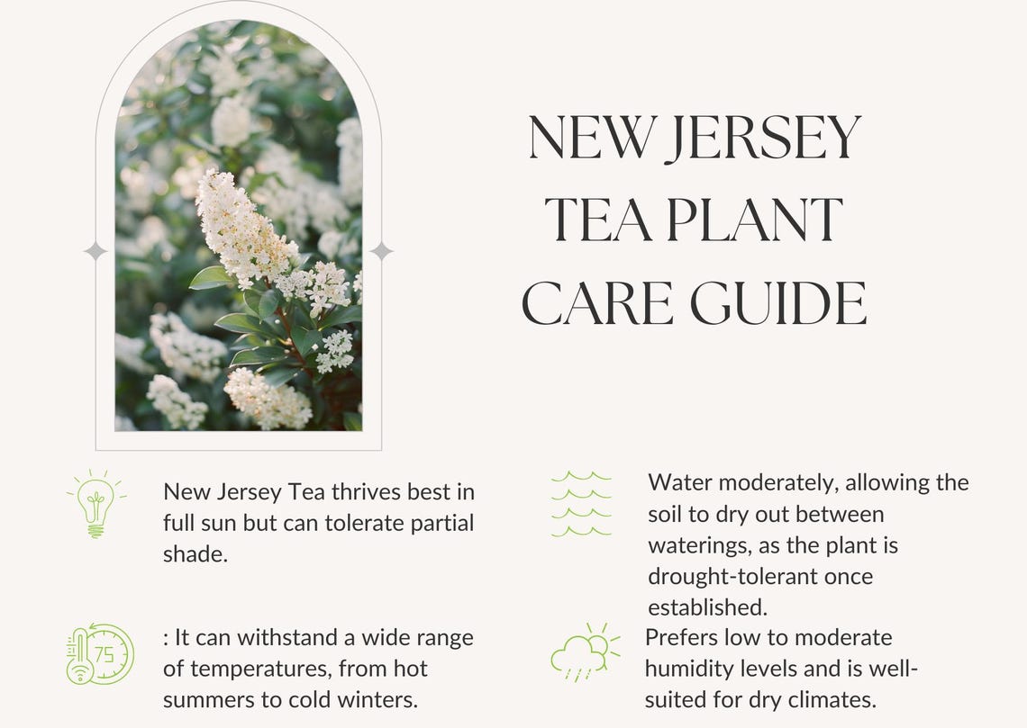 New Jersey Tea Plant Garden Seeds | Native Shrub | Pollinator-friendly ...