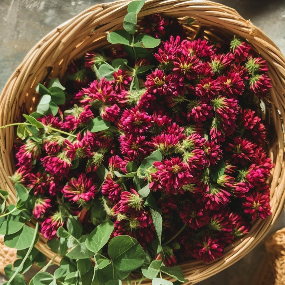 Wildcrafted Dried Red Clover | Herbal Tea | Apothecary Herb | Red ...