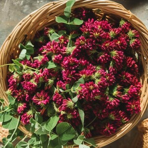 Wildcrafted Dried Red Clover | Herbal Tea | Apothecary Herb | Red ...
