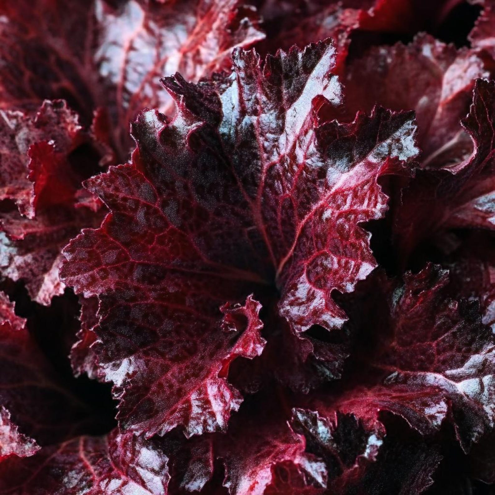 Melting Fire Heuchera Seeds | Rare Coral Bells | Perennial Shade-loving ...