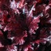 Melting Fire Heuchera Seeds | Rare Coral Bells | Perennial Shade-loving ...