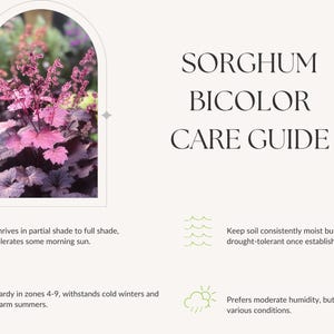 Melting Fire Heuchera Seeds | Rare Coral Bells | Perennial Shade-loving ...
