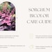 Melting Fire Heuchera Seeds | Rare Coral Bells | Perennial Shade-loving ...
