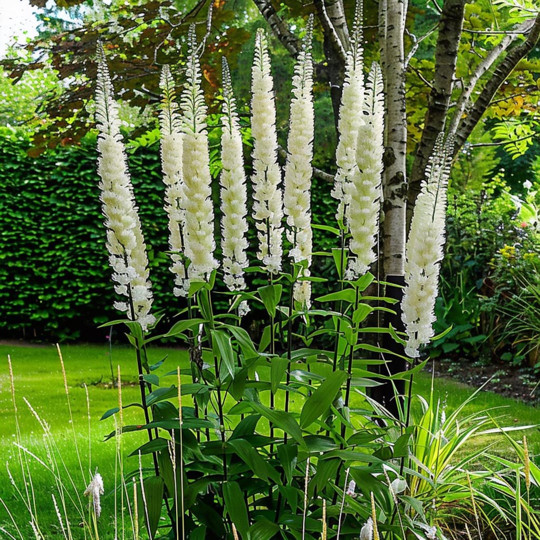 Black Cohosh Garden Seeds | Native Shrub | Pollinator-friendly ...