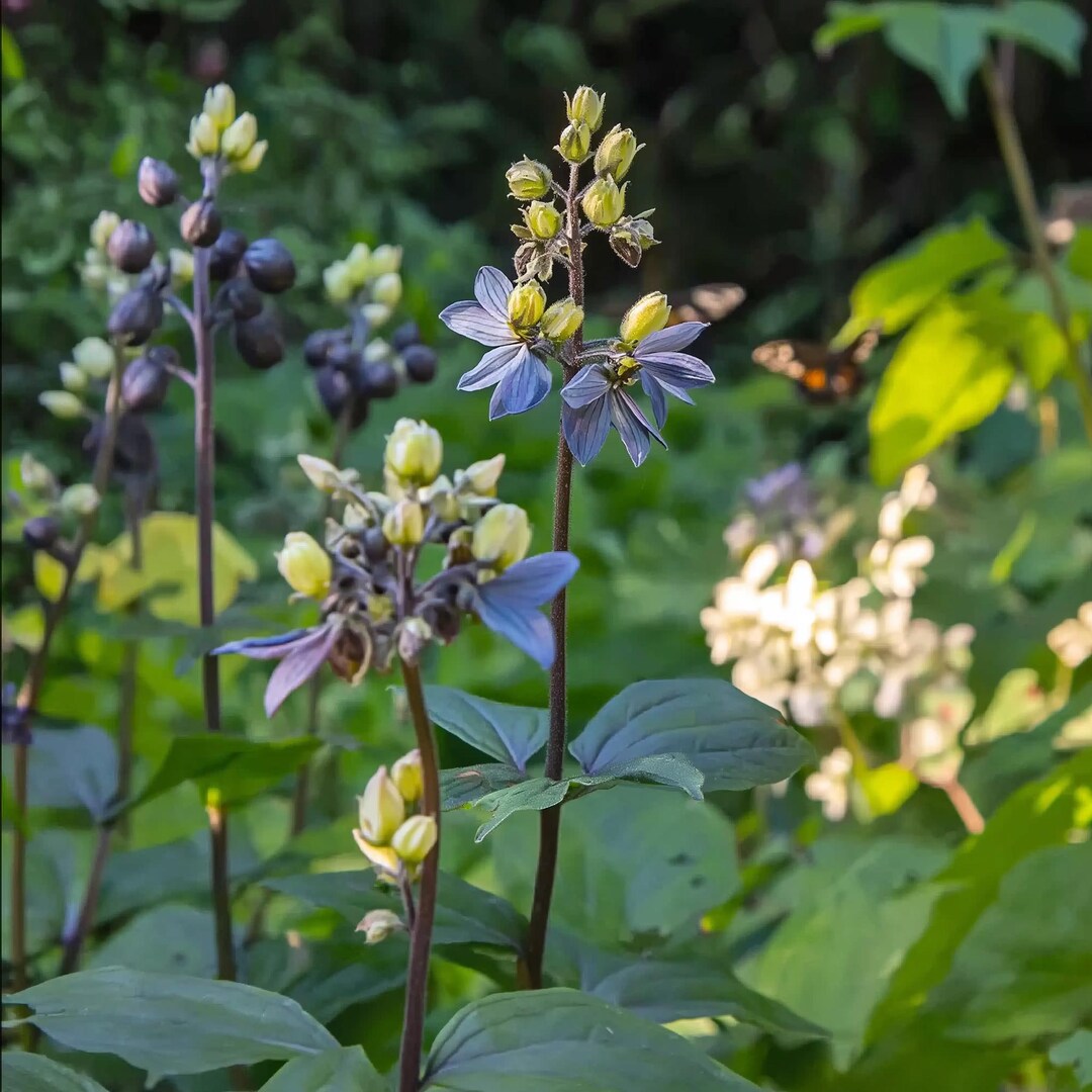 Blue Cohosh Garden Seeds | Native Shrub | Pollinator-friendly | Drought ...