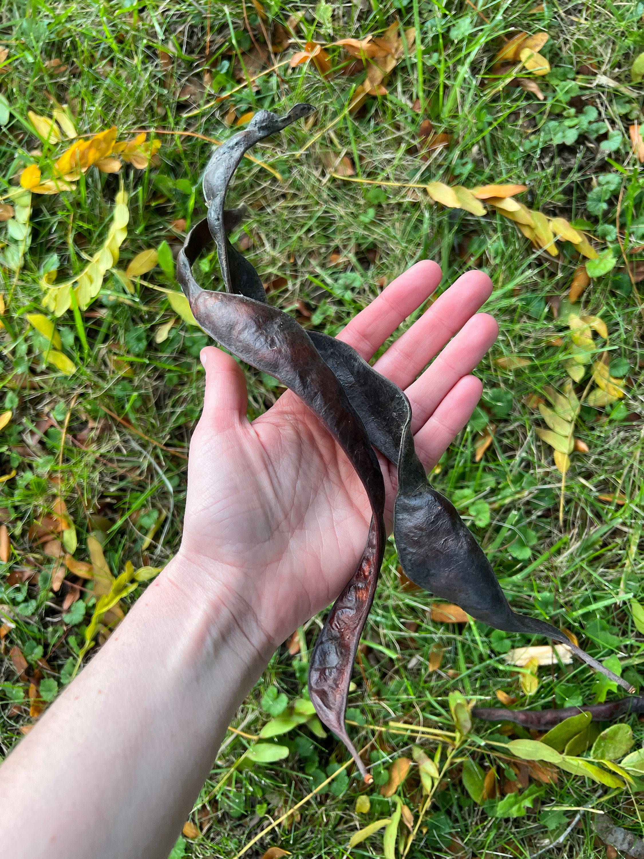 Locust Tree Seed Pod - Etsy