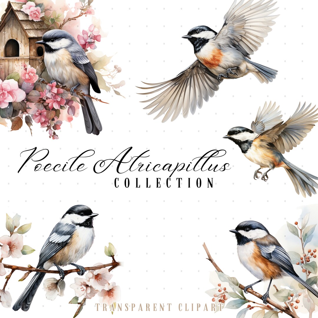 Chickadee Clipart | Bird Clipart | Chickadee Watercolor - Etsy