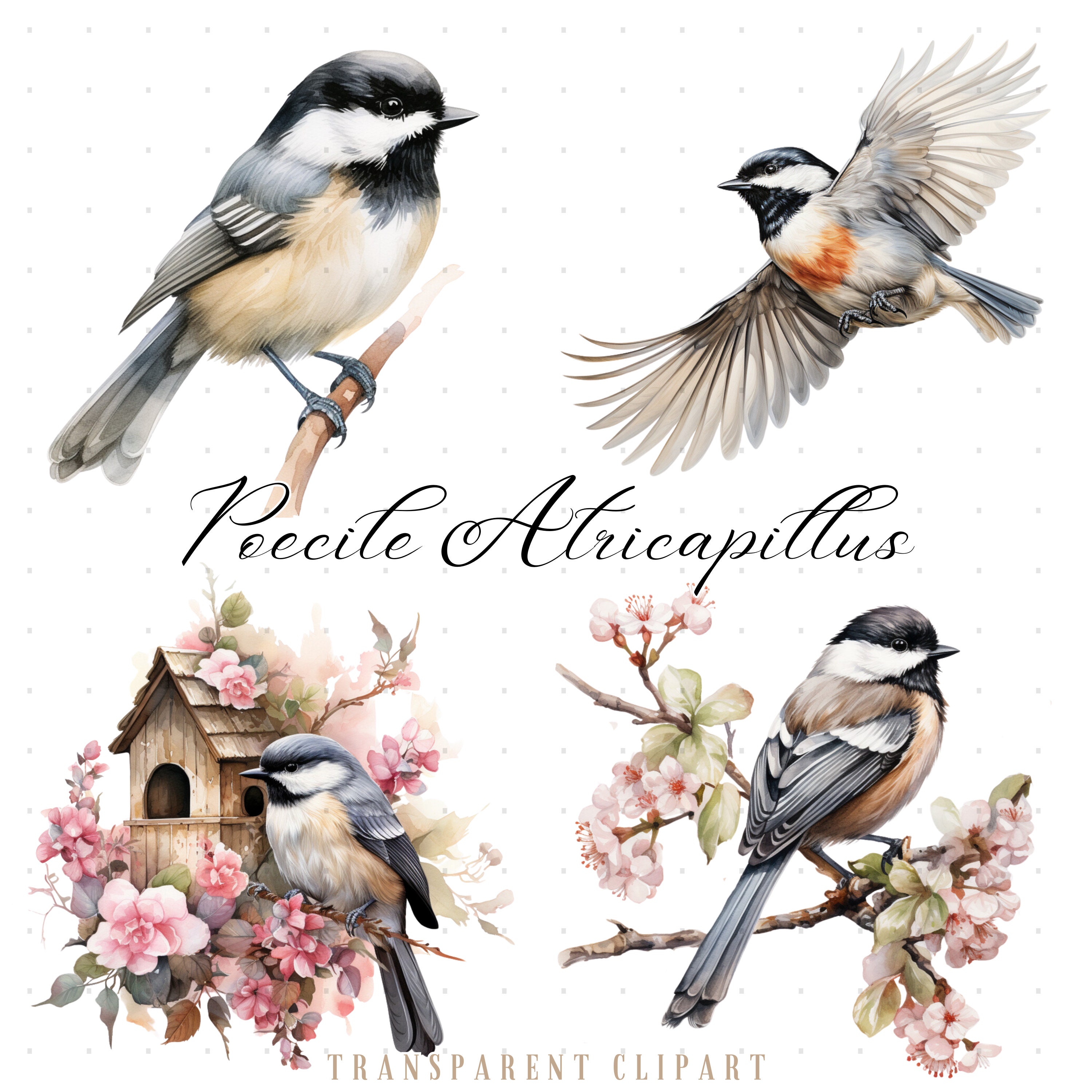 Chickadee Clipart | Bird Clipart | Chickadee Watercolor - Etsy