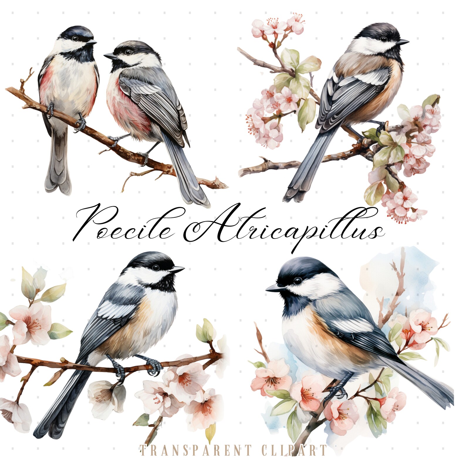 Chickadee Clipart | Bird Clipart | Chickadee Watercolor - Etsy