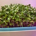 Handcrafted Microgreens Grow Stand - Space Saving Urban Garden Shelf ...