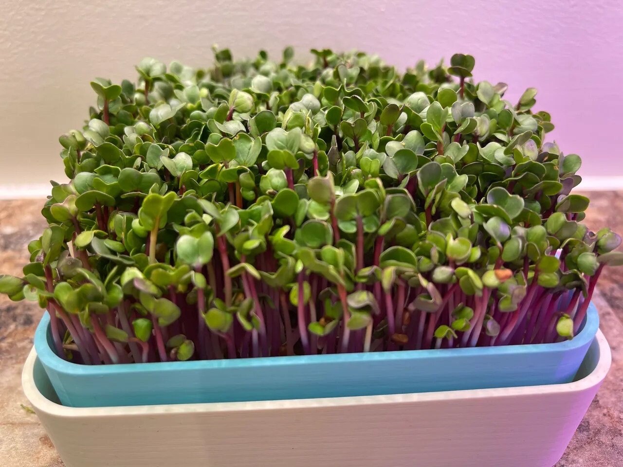 Handcrafted Microgreens Grow Stand - Space Saving Urban Garden Shelf ...