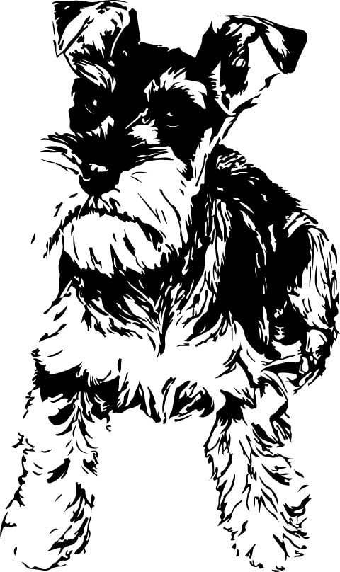 Miniature Schnauzer SVG Silhouettes Dxf Dog Peeking SVG for - Etsy
