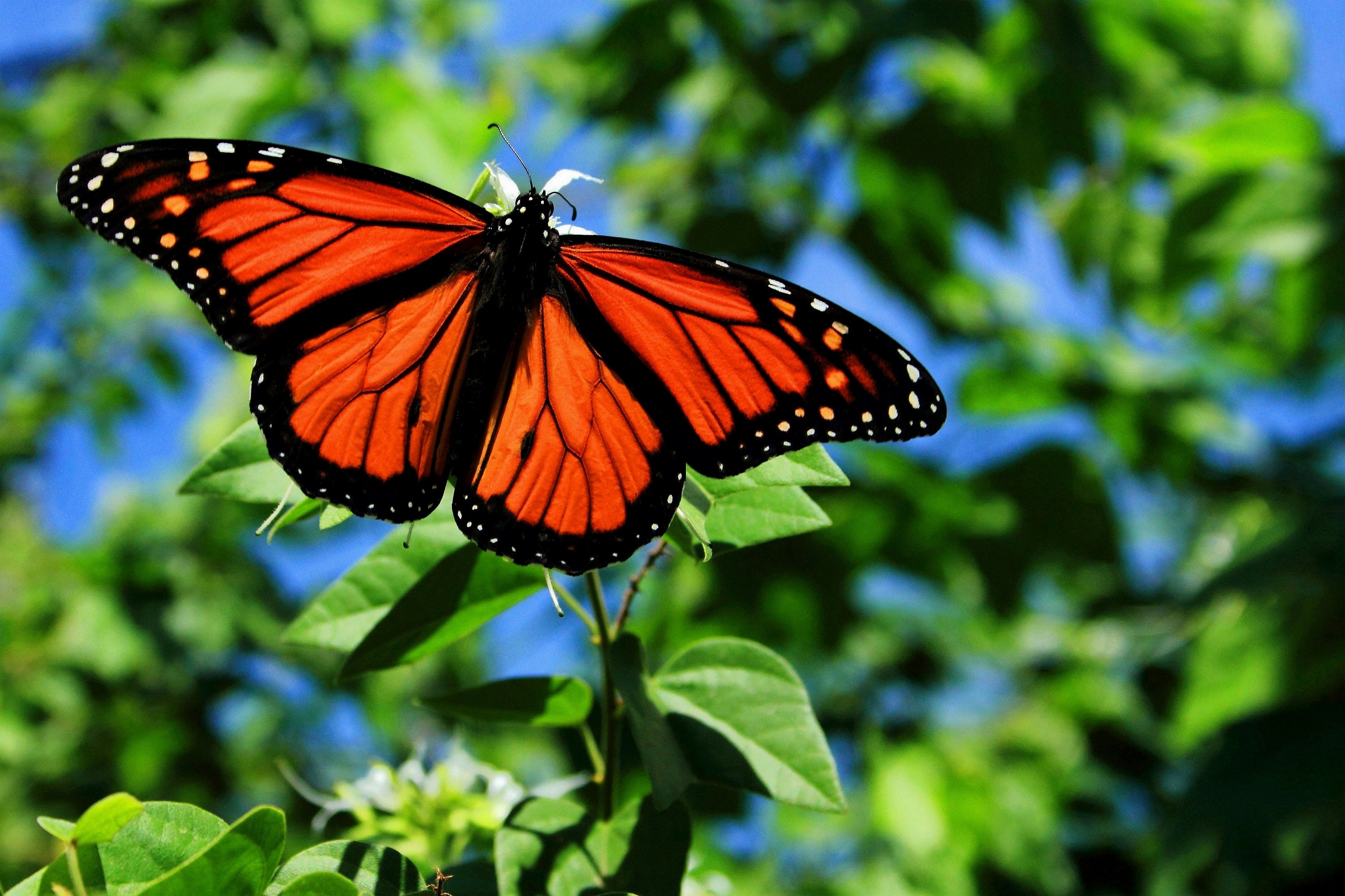 Butterfly - Monarch - Full Wingspan - Brilliant Orange - Black Trim ...