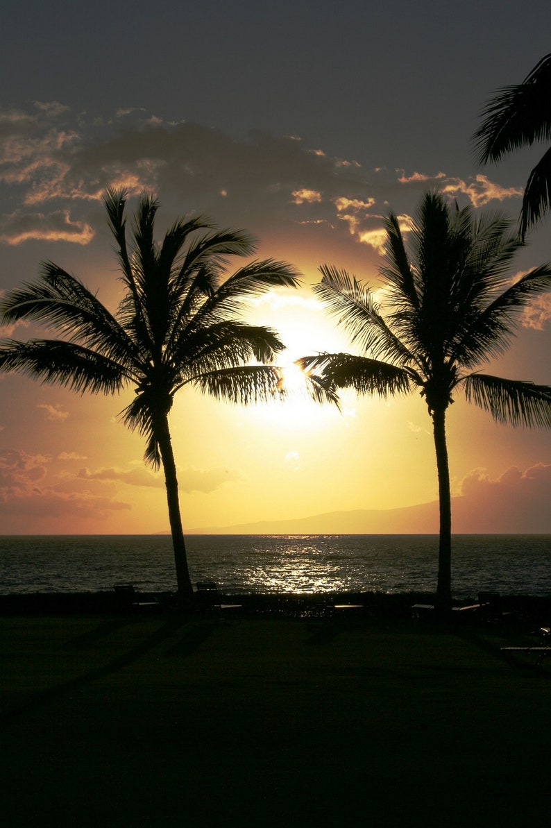 Twin Palms Sunset Maui - 2 Palm Trees - Sunset Between Palms - Ocean ...