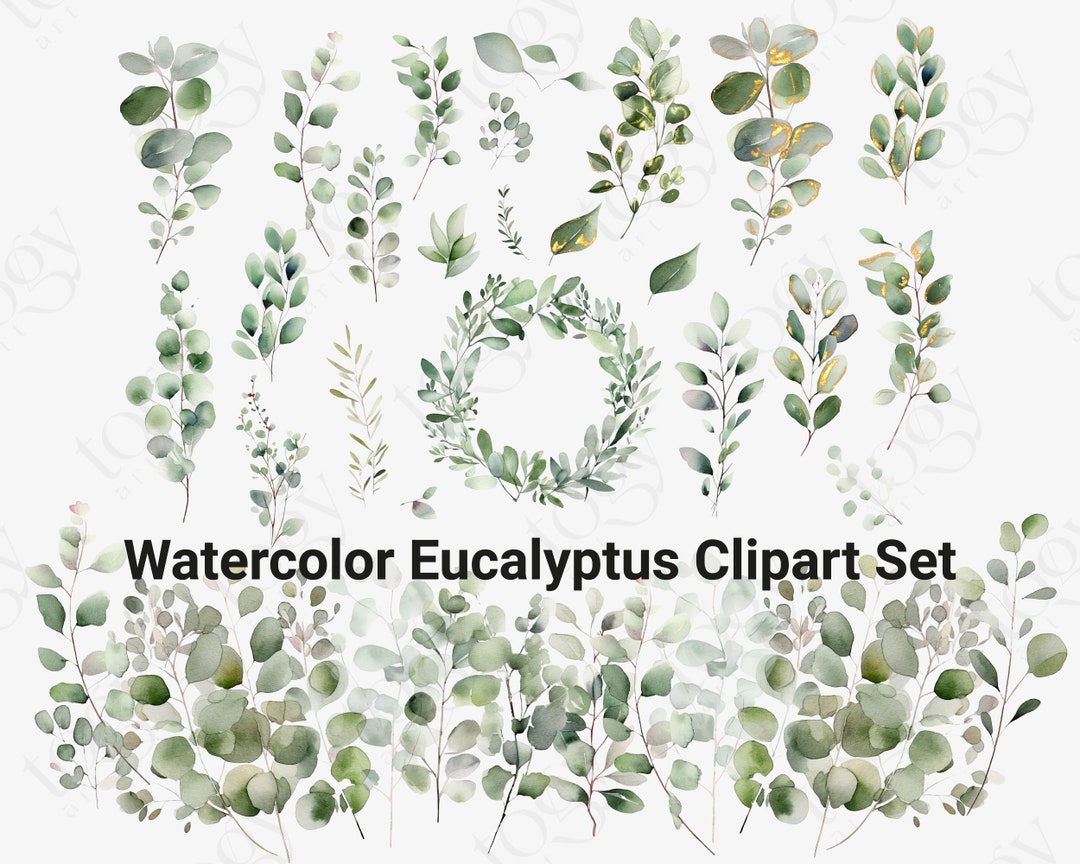Watercolor Eucalyptus Leaves Clipart, Eucalyptus Shower Greenery ...