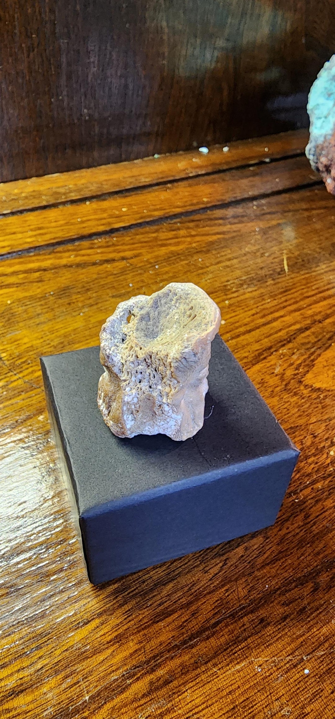 Fish Vertebrae Fossil Peace River Bone Specimen Collection - Etsy