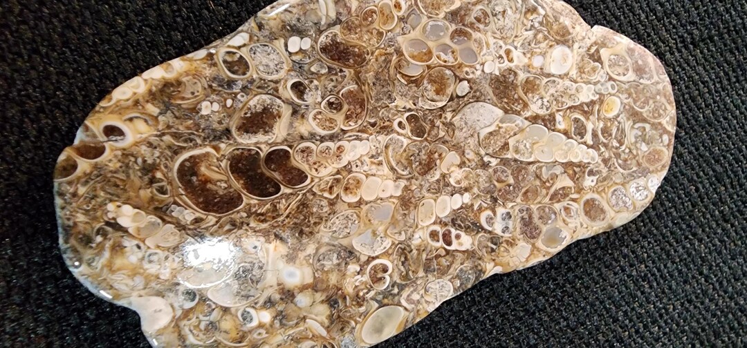 Turritella Fossil Shells Minerals Mini Slab From West Virginia - Etsy