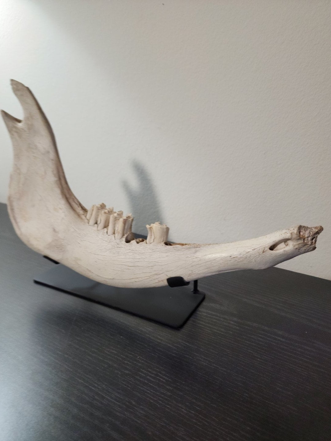 Bovine Jawbone Jaw Bone Cow Teeth Oddity Display Stand - Etsy
