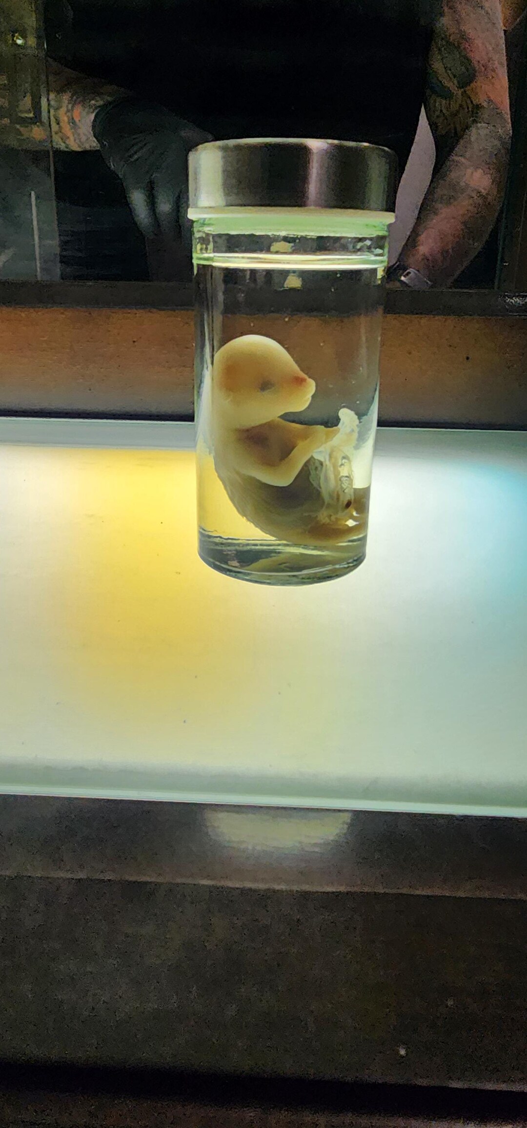 Wet Specimen Real Fetal Puppy Dog - Etsy