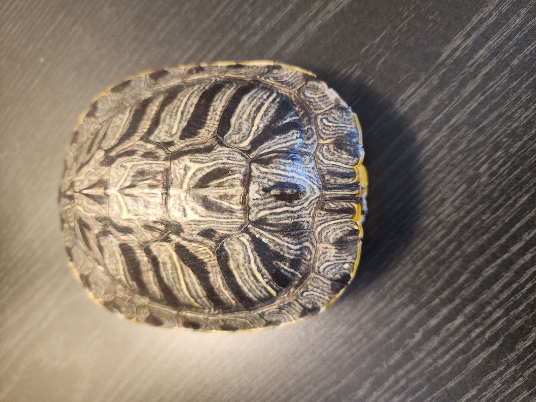 Red Eared Slider Turtle Shell - Etsy