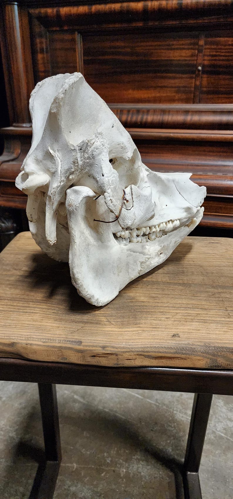 Domestic Pig Skull XL Large Pot Belly Head Farm Find Rare - Etsy