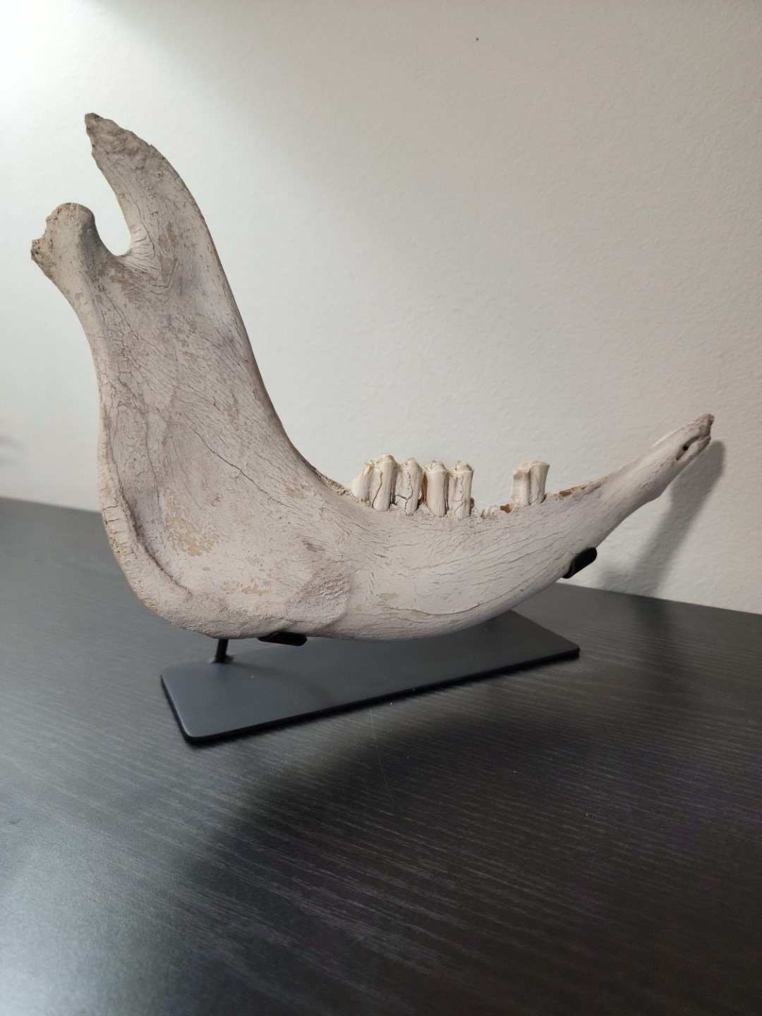 Bovine Jawbone Jaw Bone Cow Teeth Oddity Display Stand - Etsy