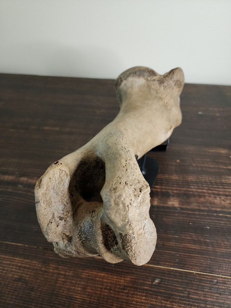 Prehistoric Pleistocene Bison Leg Bone Fossil on Display Stand - Etsy