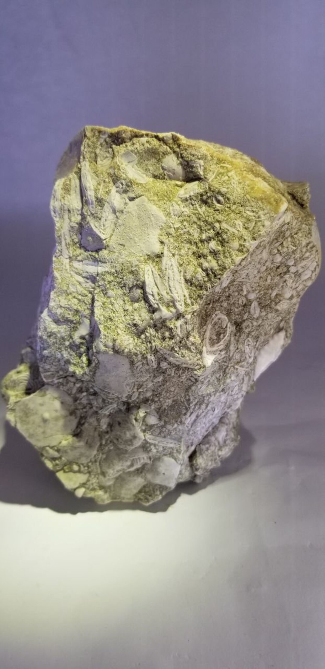 Good Fossil Specimen of Extinct Creature Fossils. Shells in Rock ...