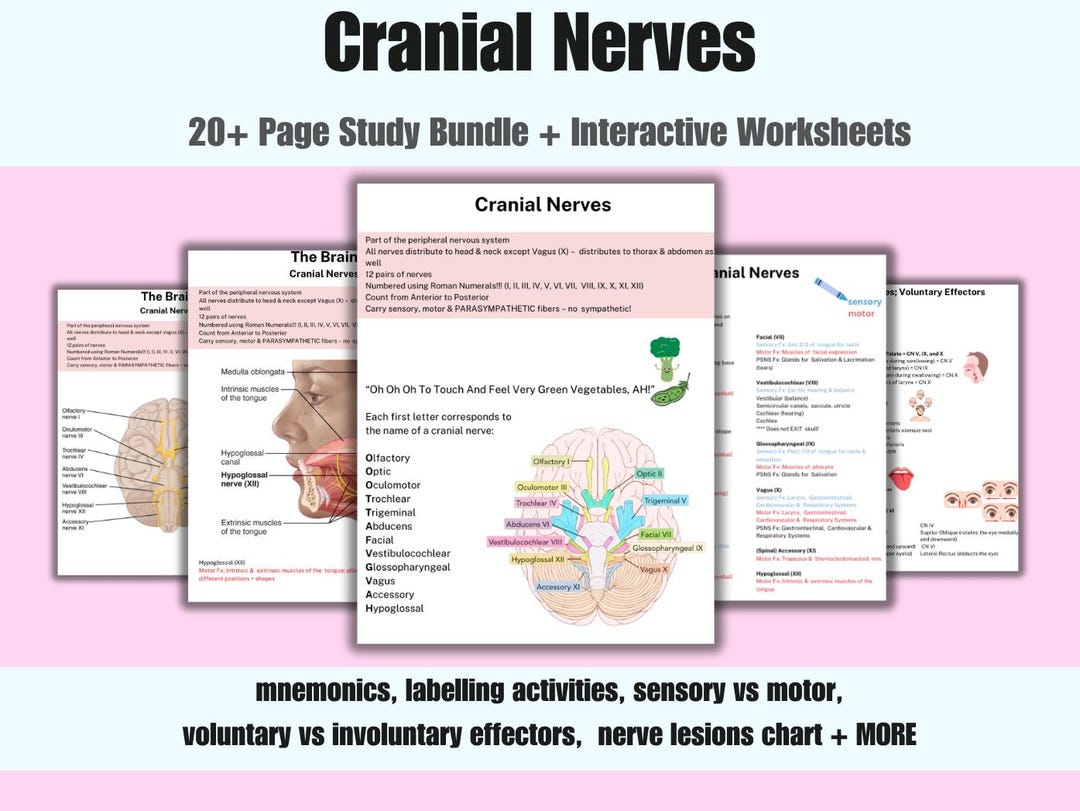 Cranial Nerves Comprehensive Study Guide and Worksheets/labeling/cheat ...