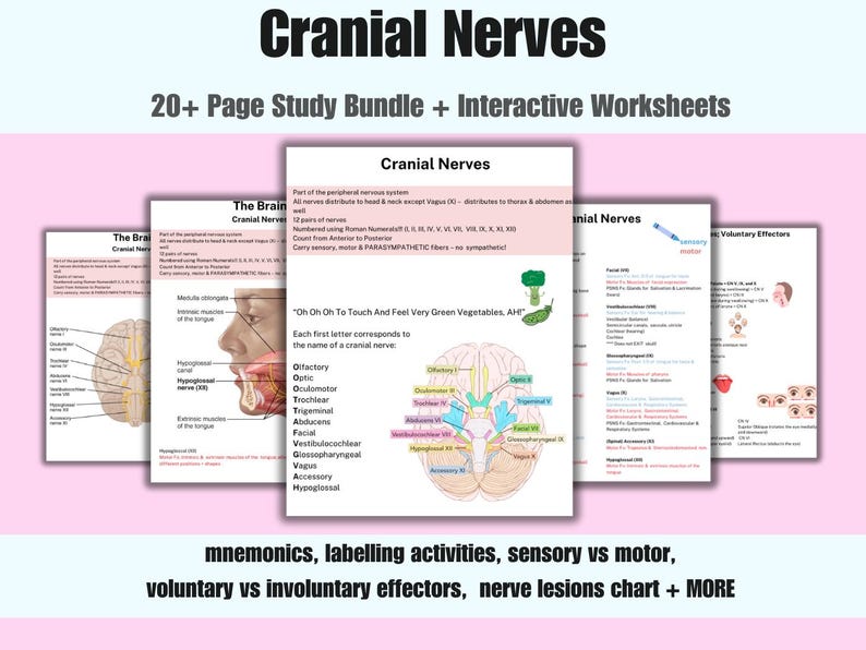 Cranial Nerves Comprehensive Study Guide and Worksheets/labeling/cheat ...