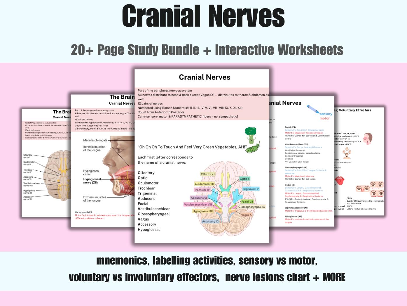 Cranial Nerves Comprehensive Study Guide and Worksheets/labeling/cheat ...