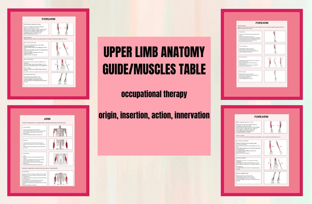 Muscles Table Occupational Therapy, Hand Therapy, Upper Limb Study ...