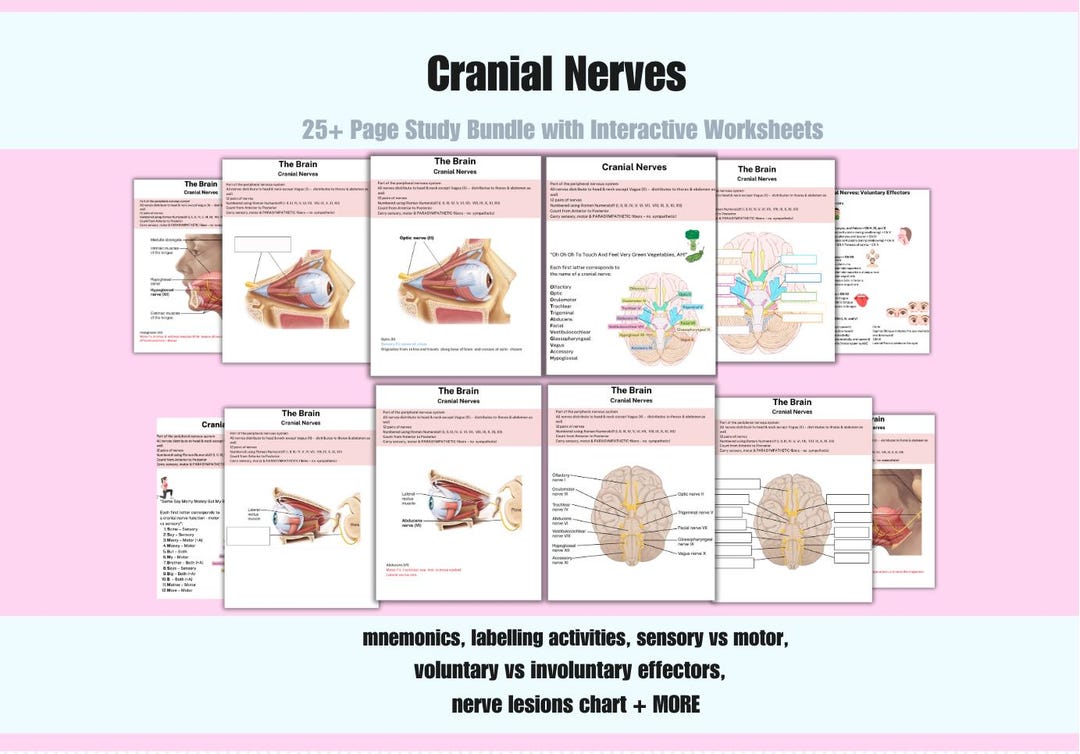 Cranial Nerve Labelling Sheets + Guide/labeling/cheat Sheets/anatomy ...