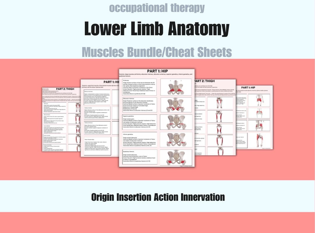 Muscles Table Occupational Therapy, Lower Limb Study Sheets, Reference ...