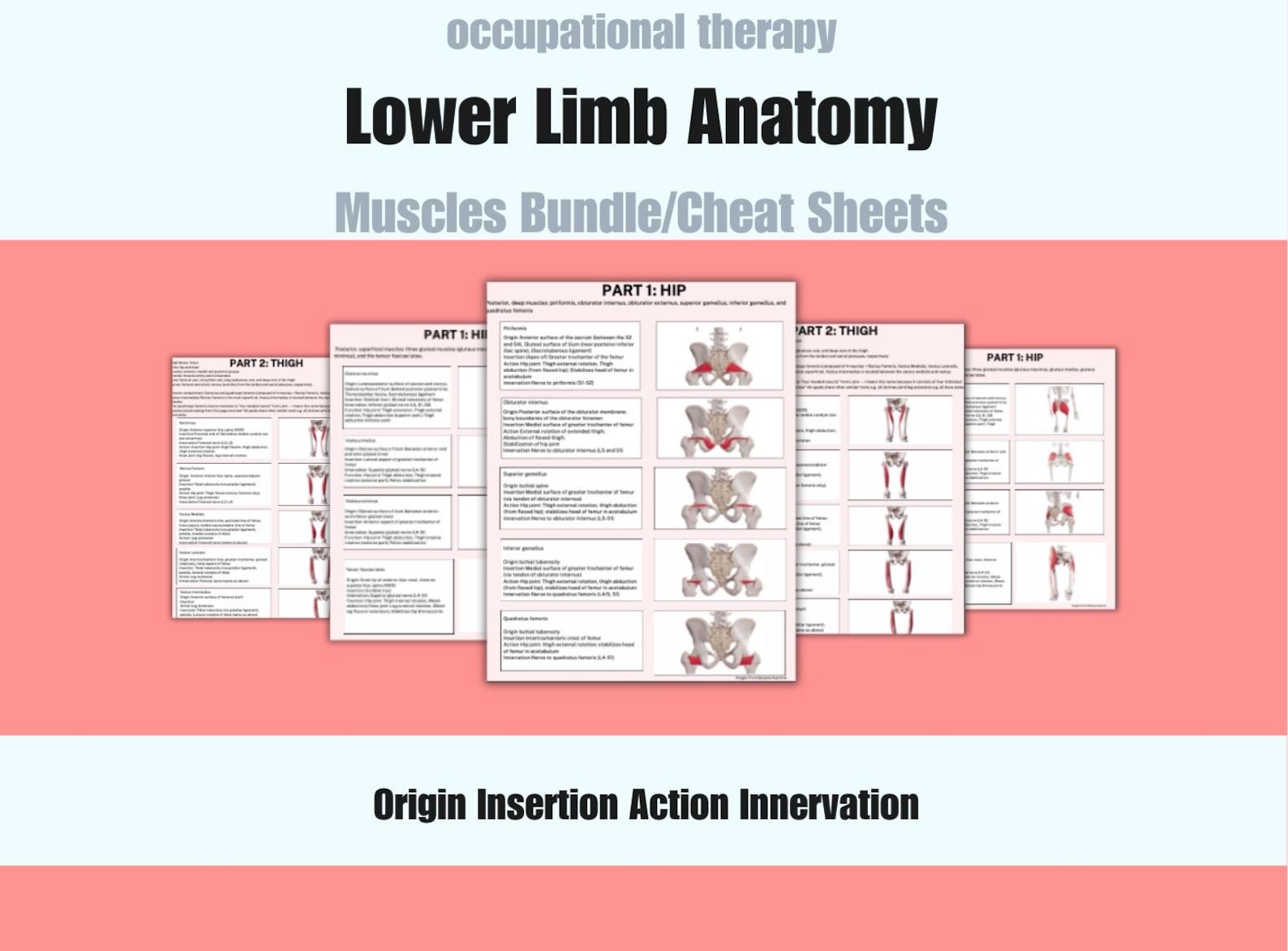 Muscles Table Occupational Therapy, Lower Limb Study Sheets, Reference ...