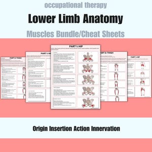 Muscles Table Occupational Therapy, Lower Limb Study Sheets, Reference ...