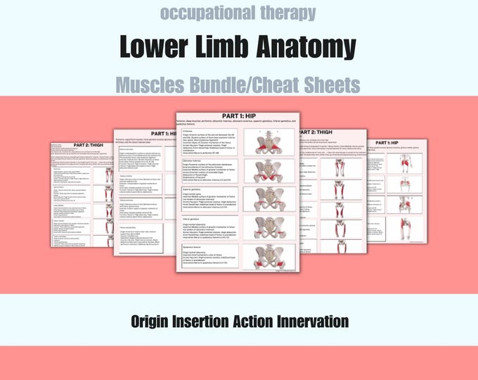 Lower Limb Muscle Chart PDF Anatomy Study Guide Hip, Thigh, Leg and ...