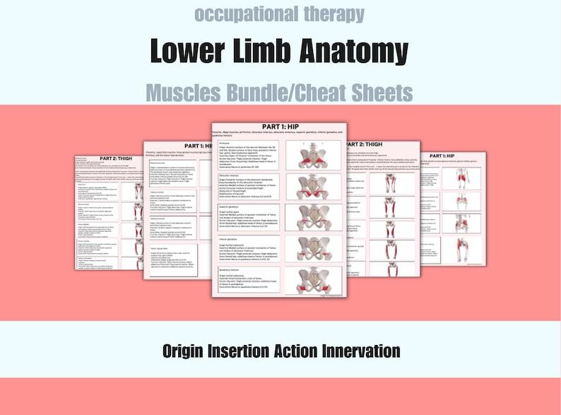 Muscles Table Occupational Therapy, Lower Limb Study Sheets, Reference ...
