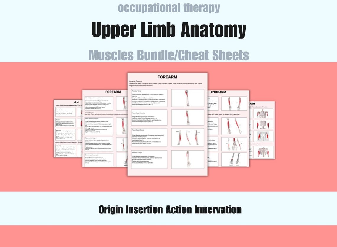 Muscles Table Occupational Therapy, Hand Therapy, Upper Limb Study ...