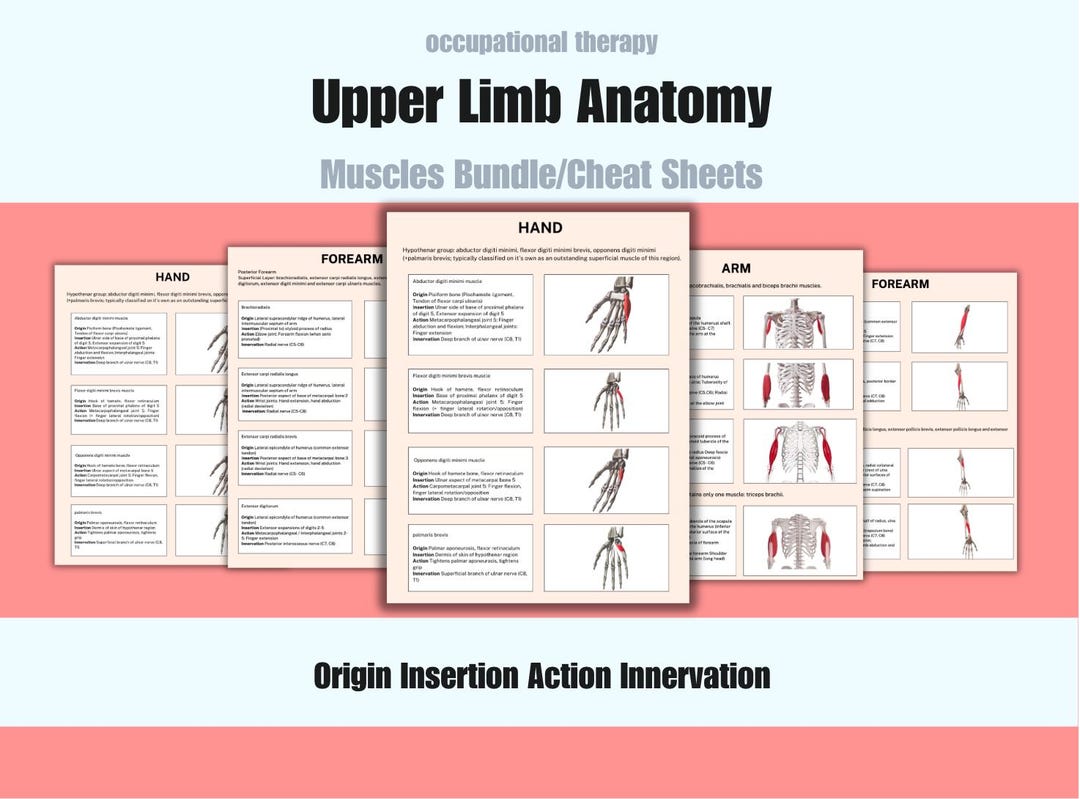Muscles Table Occupational Therapy, Hand Therapy, Upper Limb Study ...