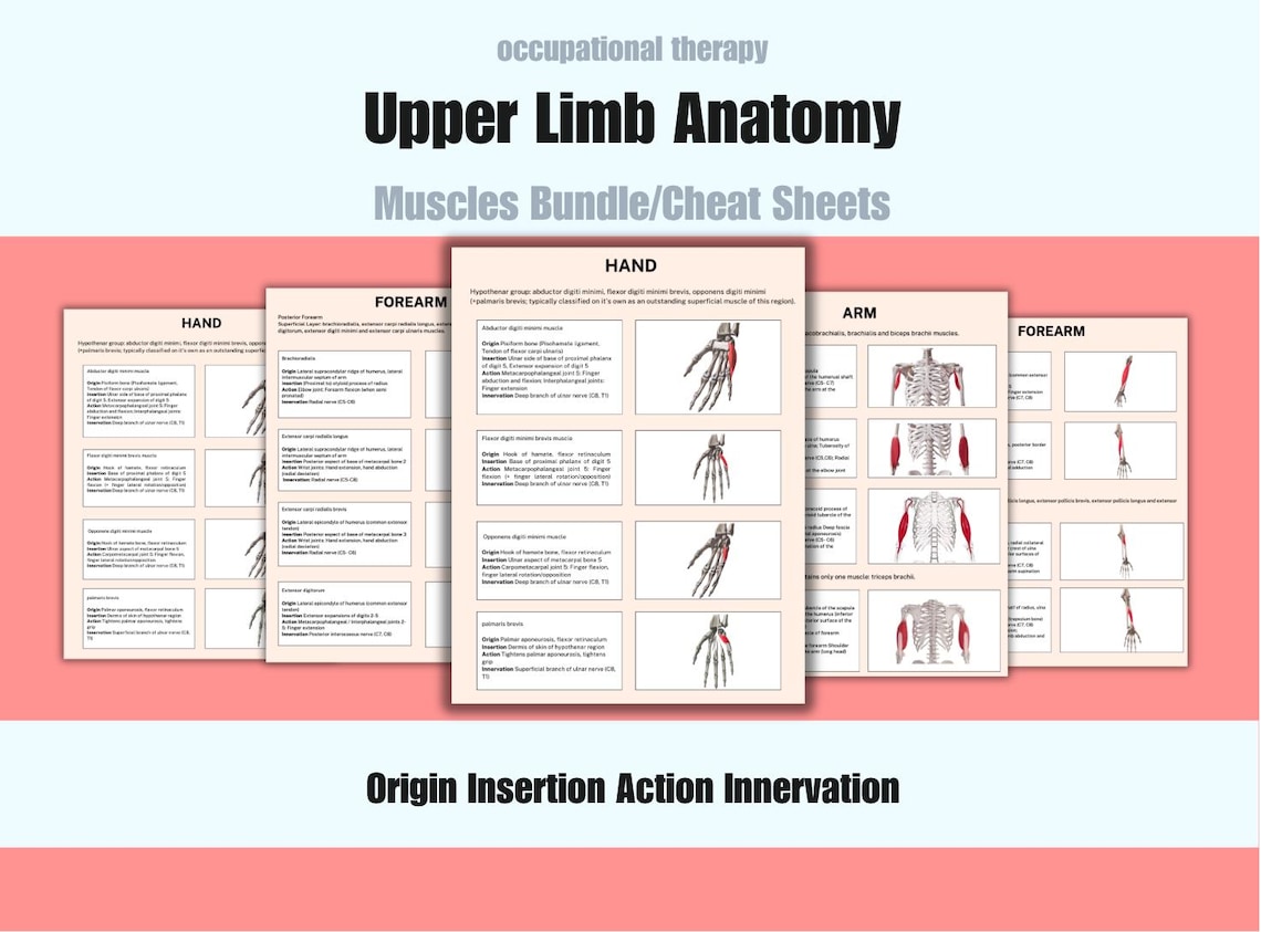 Muscles Table Occupational Therapy, Hand Therapy, Upper Limb Study ...