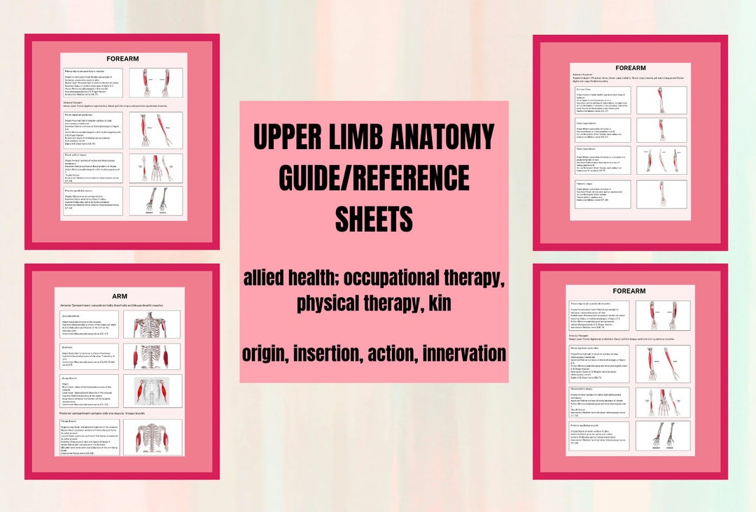 Muscles Table Occupational Therapy, Hand Therapy, Upper Limb Study ...