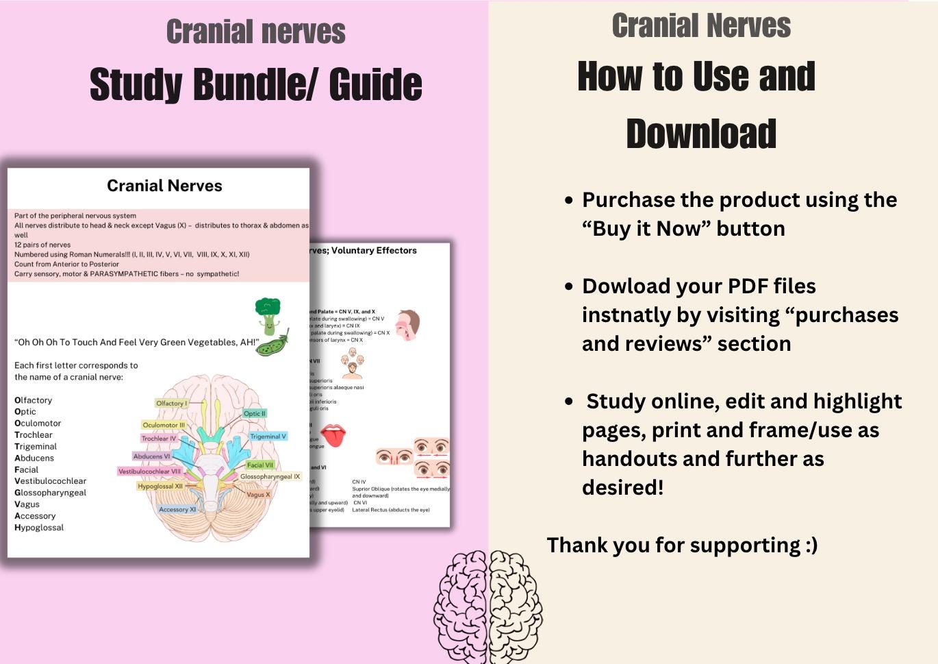 Cranial Nerves Comprehensive Study Guide and Worksheets/labeling/cheat ...