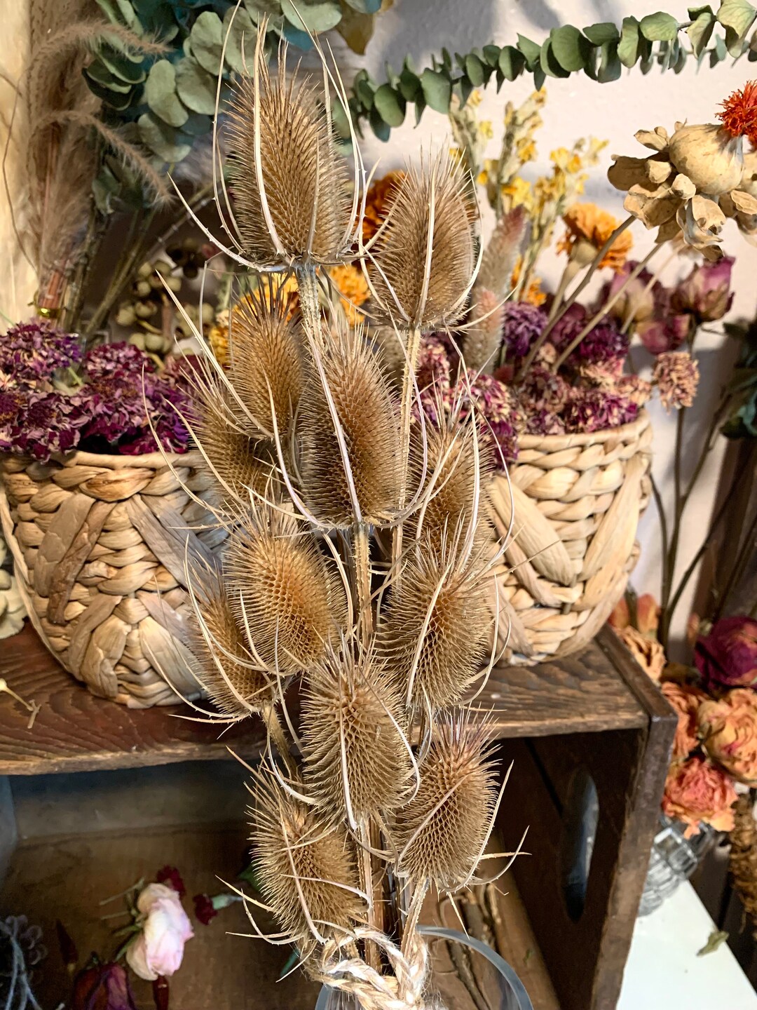 Dozen Wild Teasels ~ Deburred for Autumn Arrangements and Crafts ...